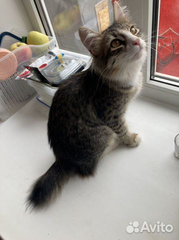 Кошка
