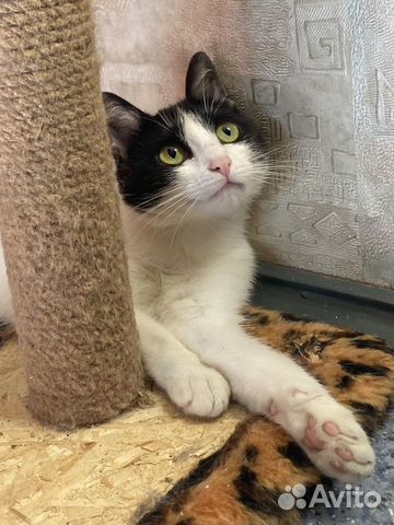 Милейшая кошечка ищет дом