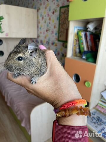 Белка дегу с клеткой