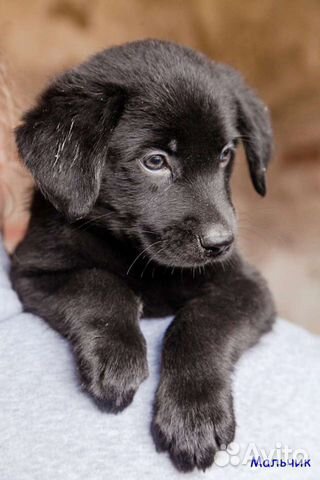 Чудесный щенячий детский сад