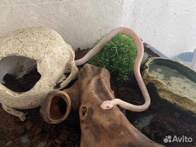 Маисовый полоз