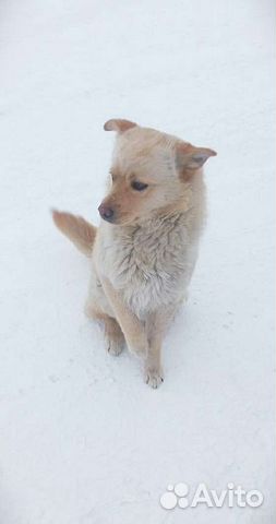 Собака кобель 1 год