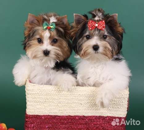 Щенки бивер йорка