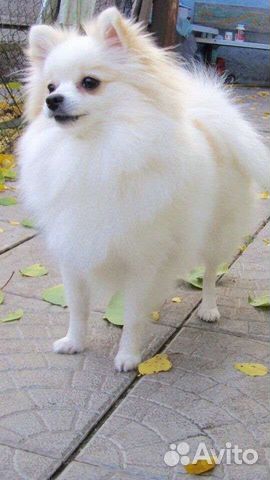 Шпиц взрослая дама