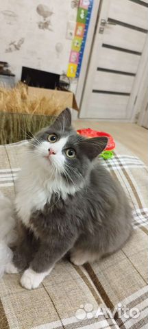 Котята в добрые руки бесплатно