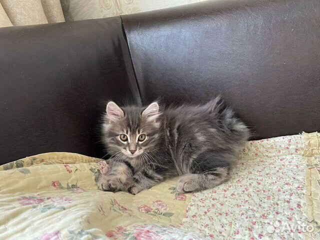 Курильский бобтейл