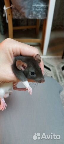 Декоративный крысенок породы Хаски