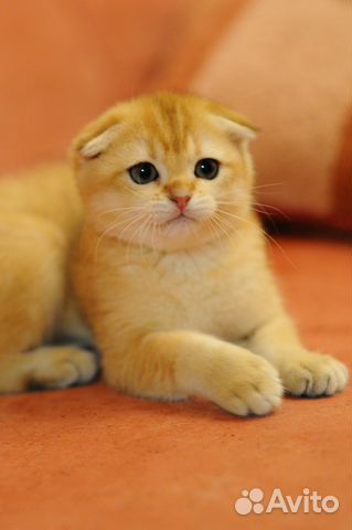 Шотландские вислоухие котята золотого окраса