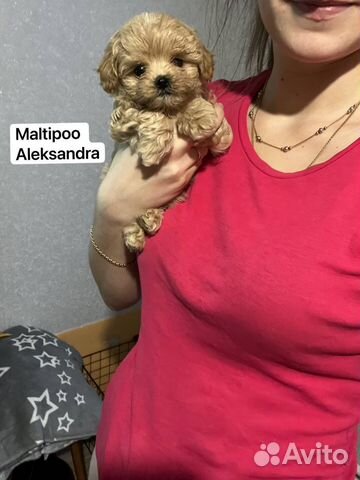 Мальтипу ф1 нереальный микро малыш Корея