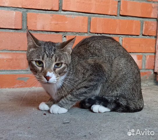 Флор, кот в добрые руки приют Ржевка