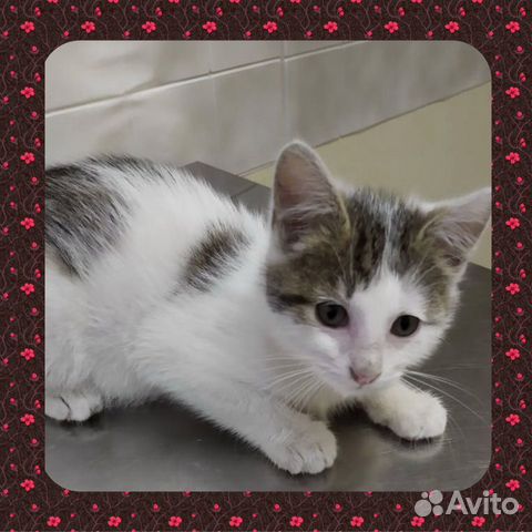 Красивый малыш котенок