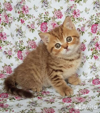 Шотландские котята