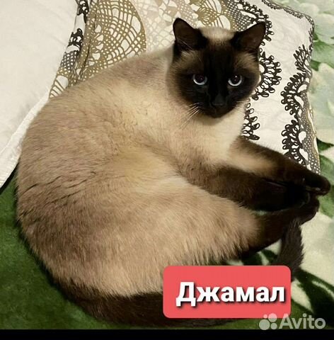 Тайский кот