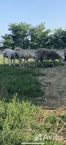 Катумские овцы