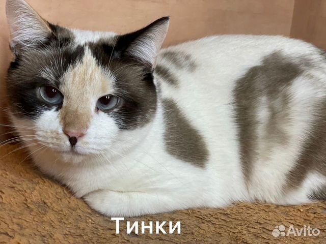 Котикам нужна передержка или сразу дом