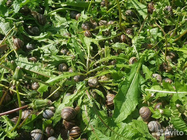 Улитки виноградные
