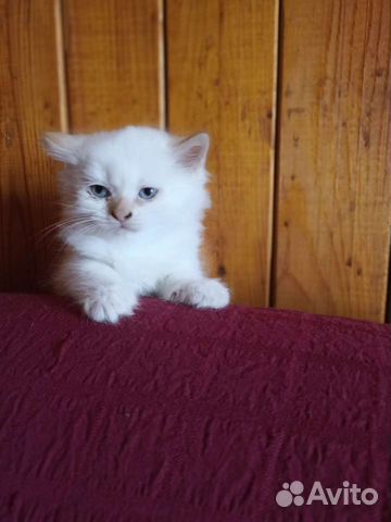 Котенок белый