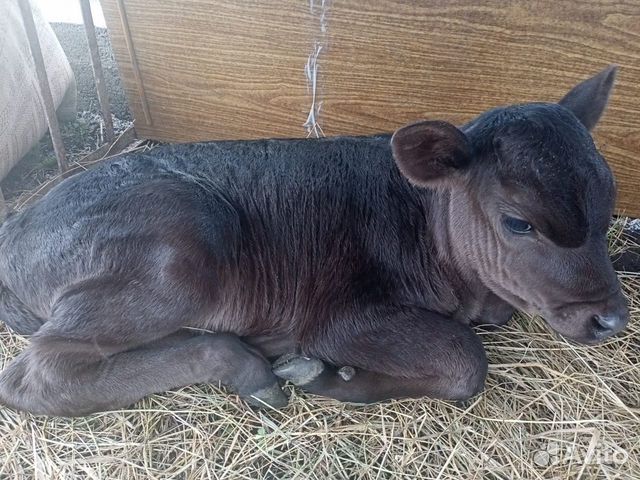 Продается телочка