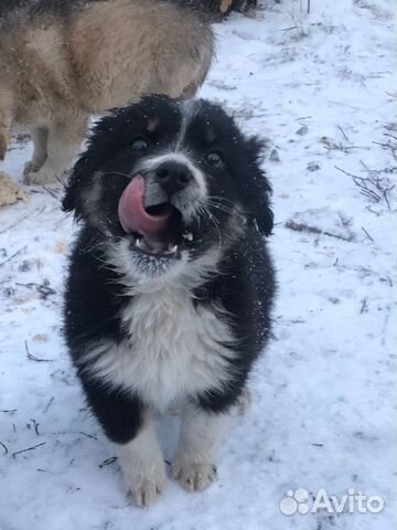 Щенок