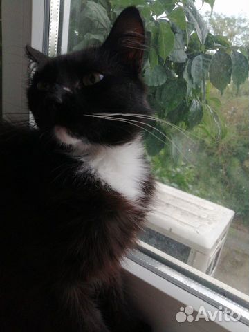 Отдам в добрые руки котика