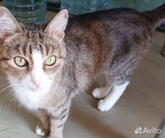 Лечебная кошка