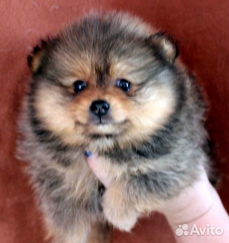 Шпиц померанский