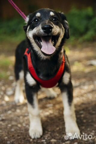 Щенок в добрые руки бесплатно