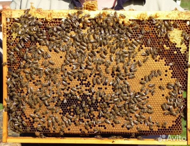 Пчелопакет