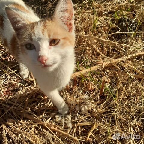 Котенок в добрые руки