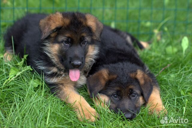 Щенки -крепкие, здоровые от немецких овчарок