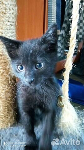 Черный котенок