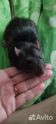 Декаративная крыса