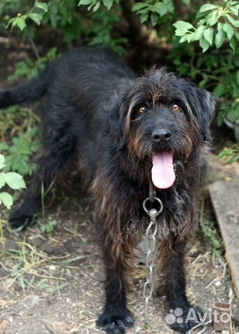 Дора ищет дом