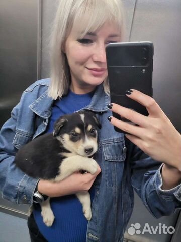 Собака