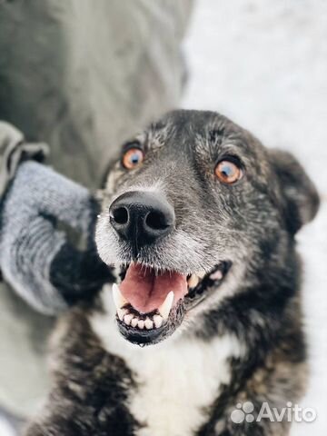 Собака в дар