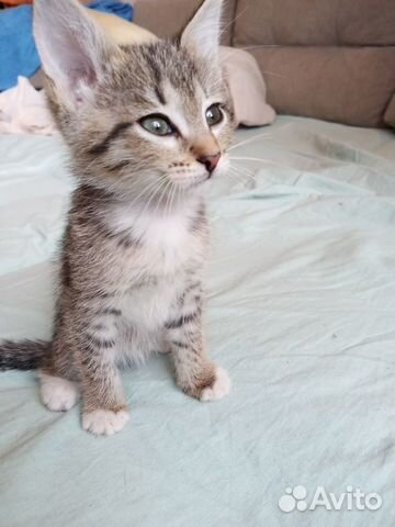 Озорные девчушки