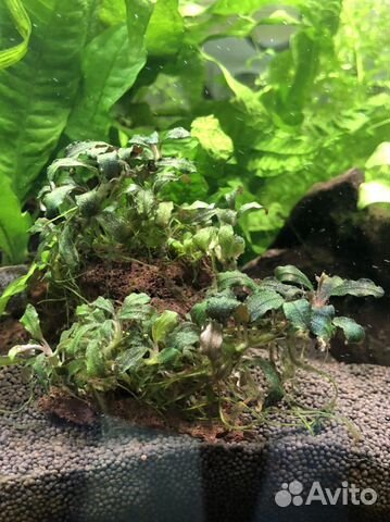 Буцефаландра кедаганг нано на лаве