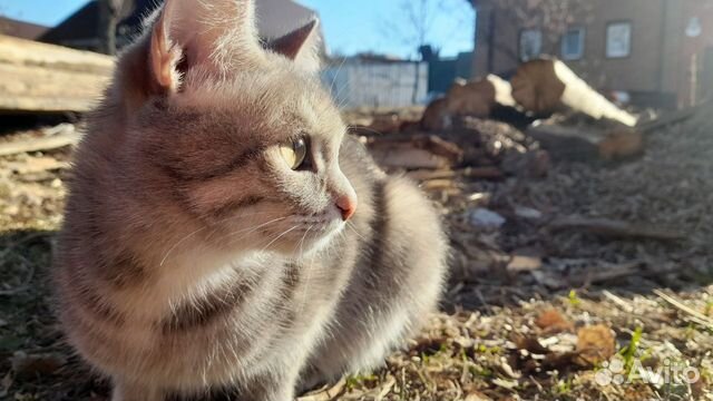 Кошечка ищет дом