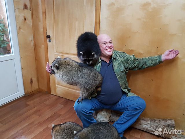 Енот в хорошие руки