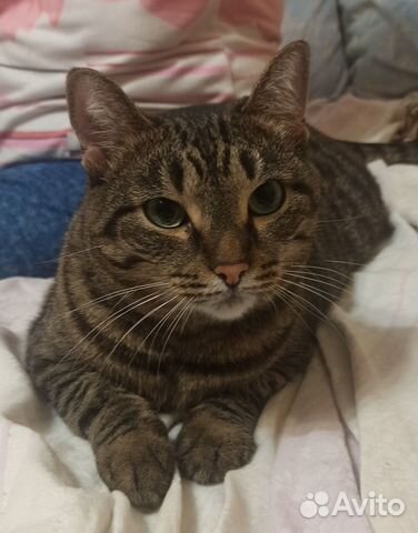 Кот и Кошка бесплатно