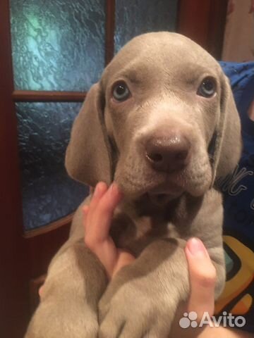 Веймаранер последний щенок