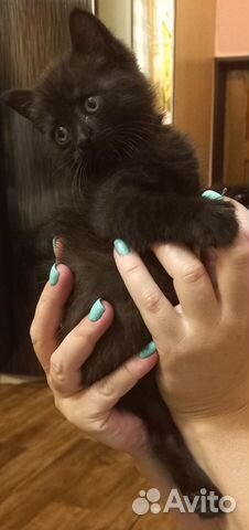 Отдам в добрые руки маленькую прелесть
