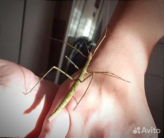 Аннамский Палочник