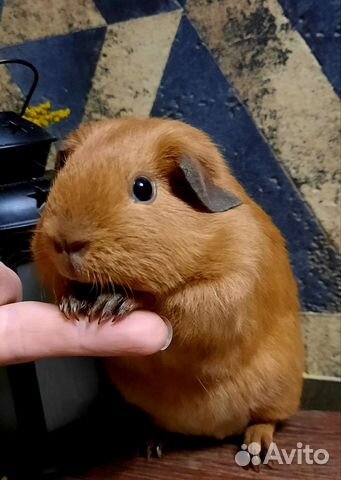 Морская свинка,золотая девочка