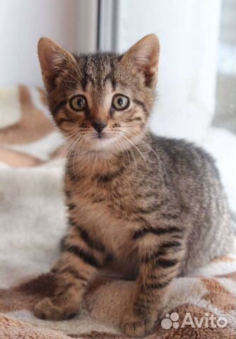 Котенок Гриша в добрые руки