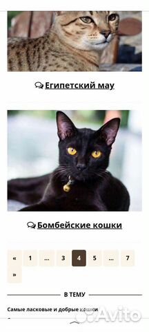 Бомбейский кот 8- месяцев,лучший друг ребенку