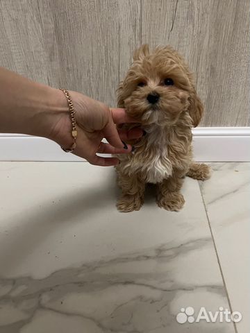 Мальтипу ф1 шикарные малыши Premium