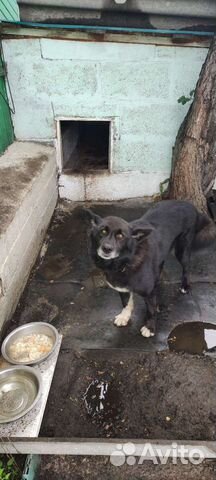 Отдам в связи с переездом