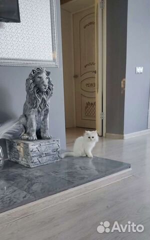 Котёнок белый британец
