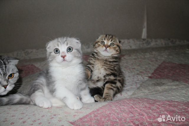 Котята скоттиш-фолд